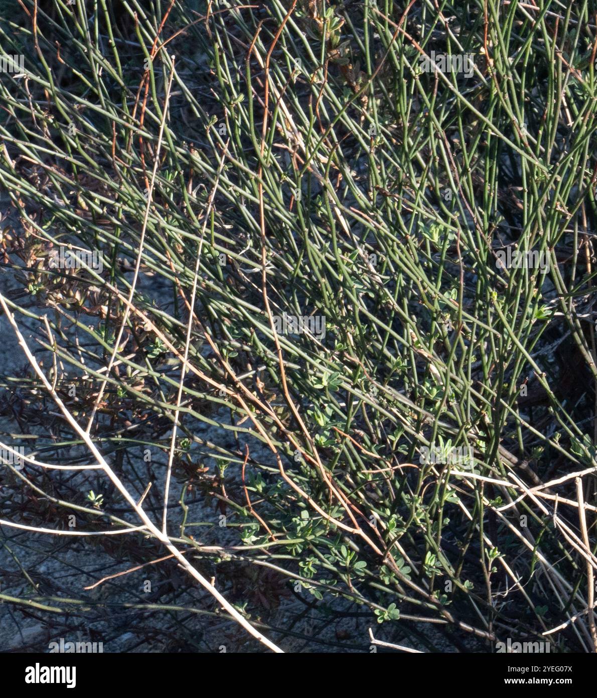 Deerweed hi-res stock photography and images - Alamy