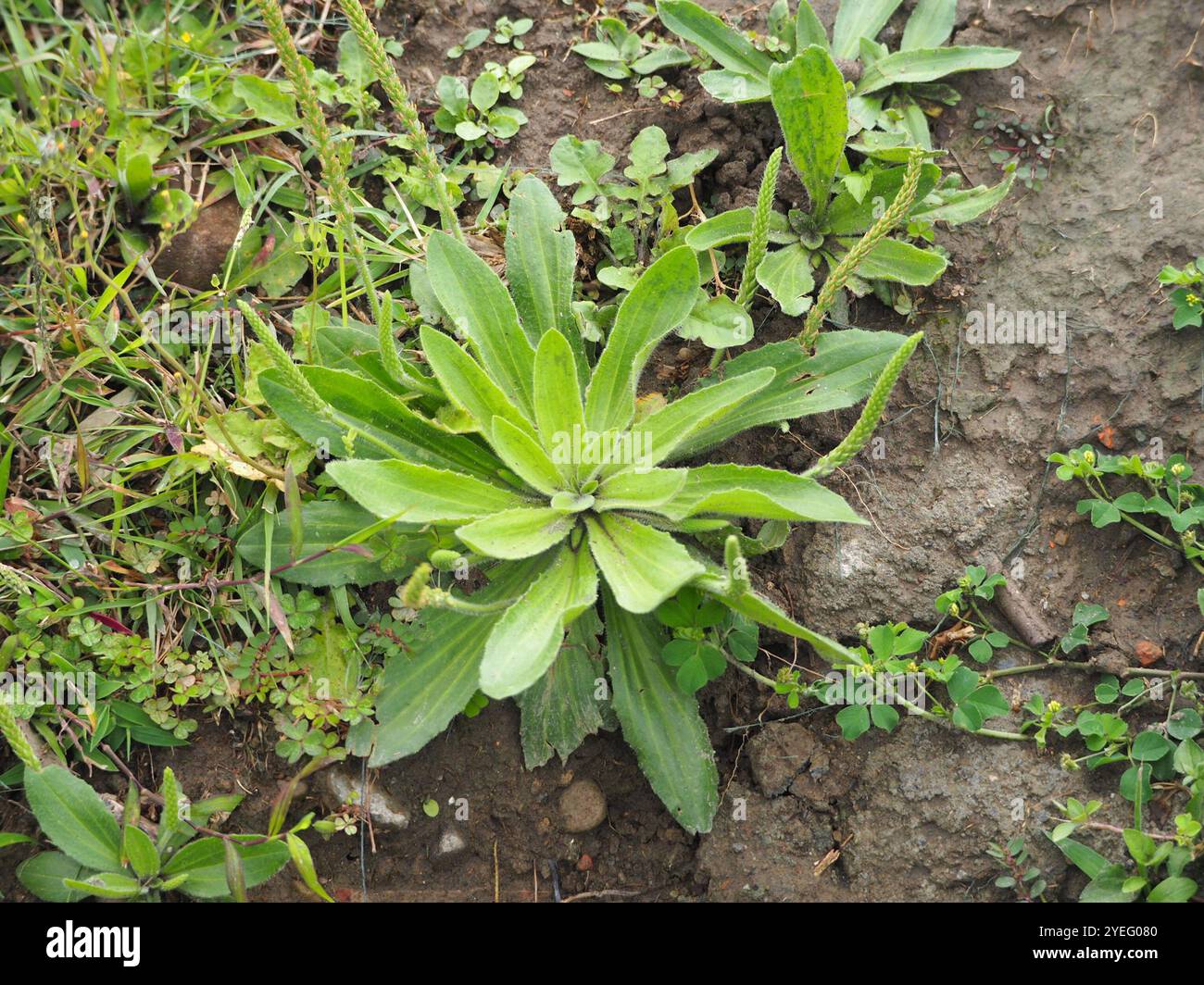 dwarf plantain (Plantago virginica Stock Photo - Alamy
