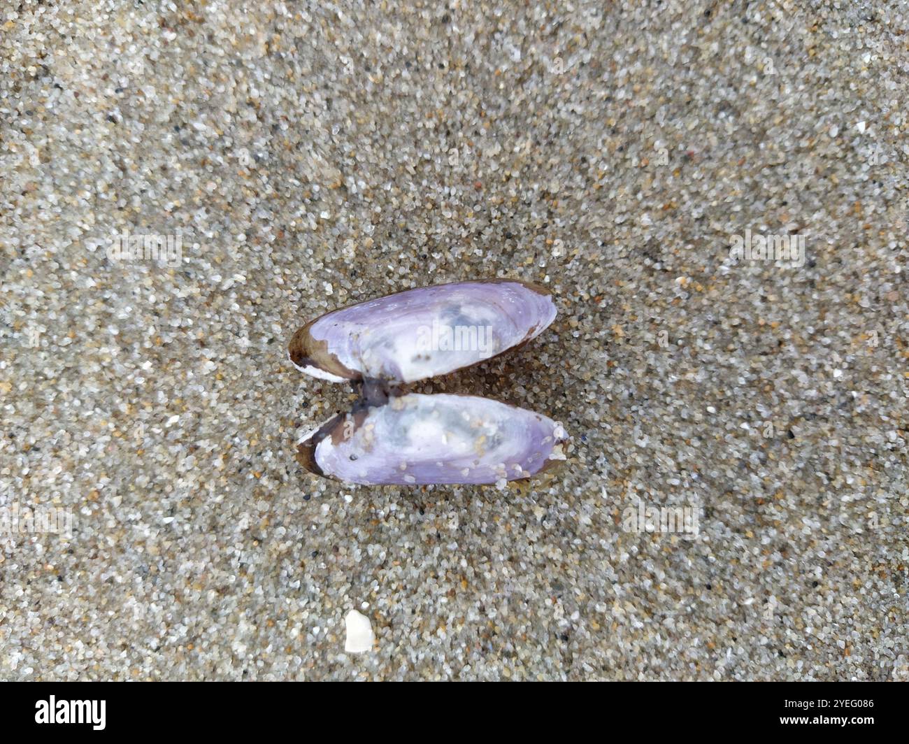 Hiatula hi-res stock photography and images - Alamy