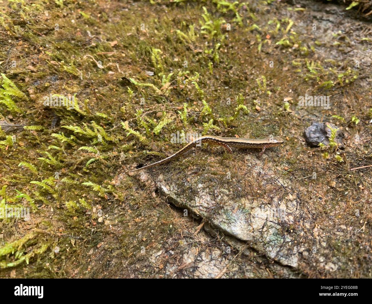 Southern Two-lined Salamander (Eurycea cirrigera Stock Photo - Alamy