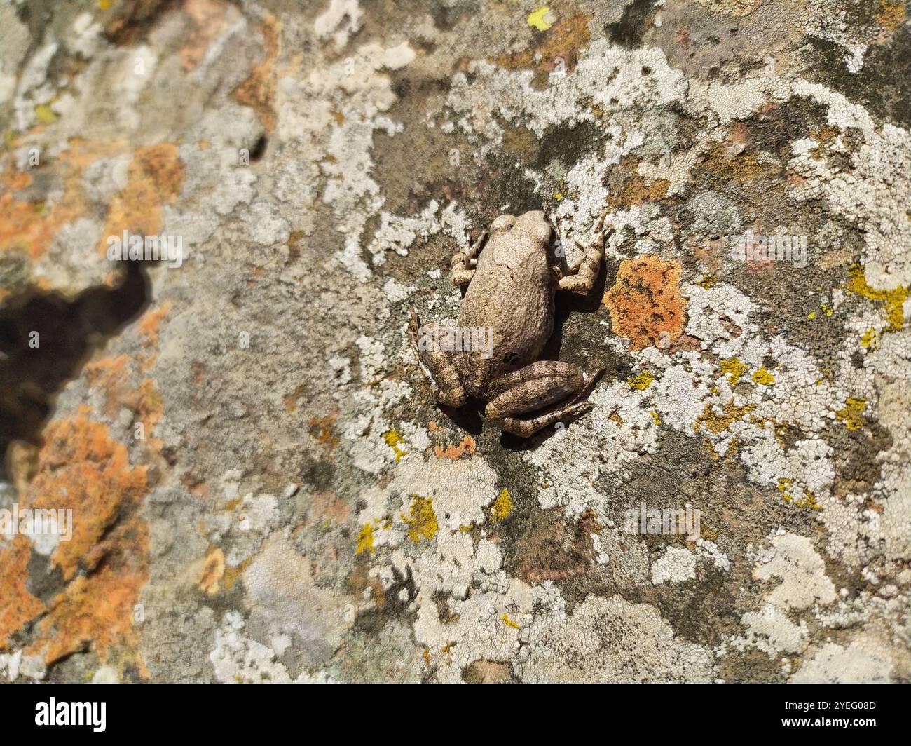 Natal sand frog hi-res stock photography and images - Alamy