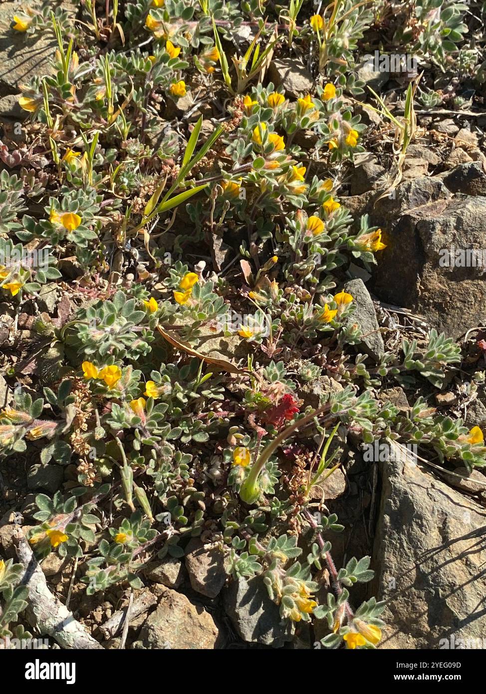 foothill deervetch (Acmispon brachycarpus Stock Photo - Alamy