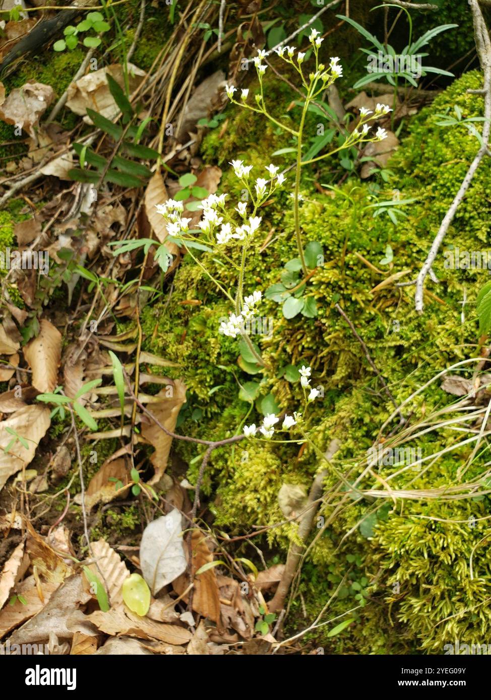 Micranthes virginiensis hi-res stock photography and images - Alamy