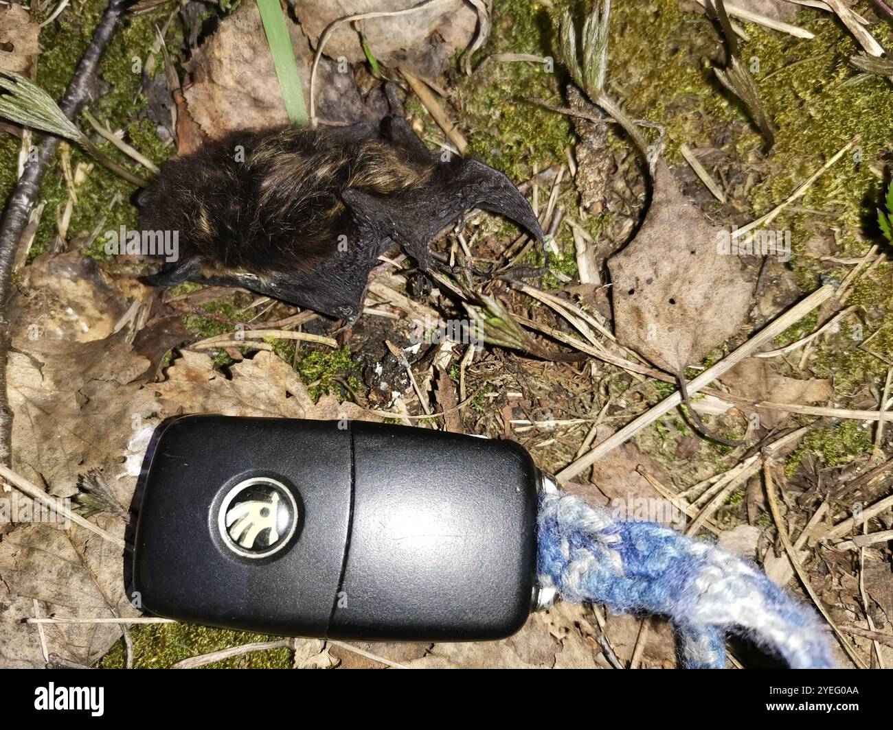 Northern Bat (Eptesicus nilssonii Stock Photo - Alamy