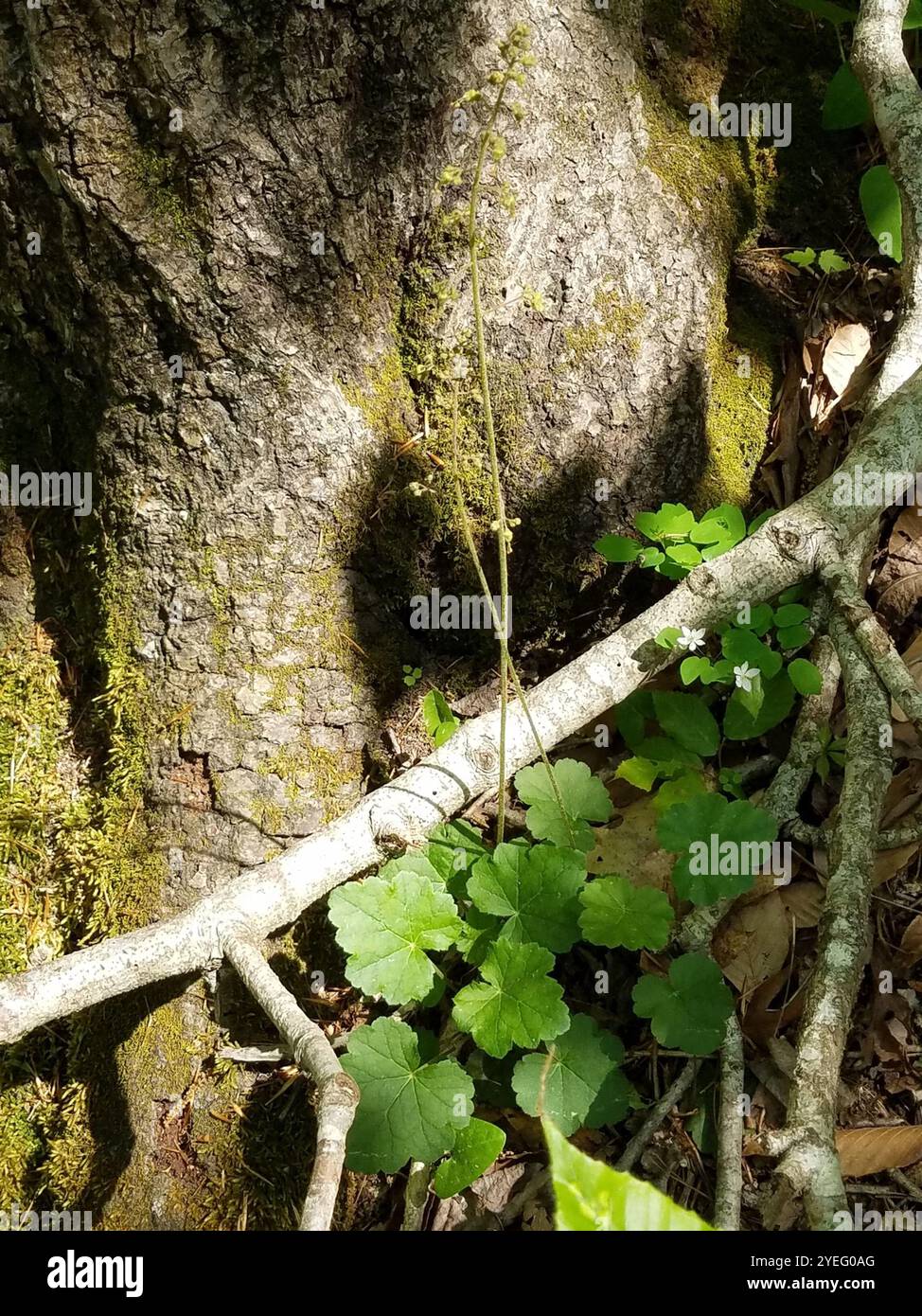 American alumroot (Heuchera americana Stock Photo - Alamy