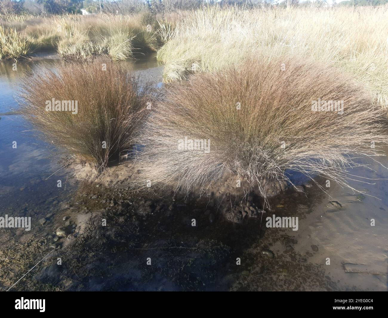 Jointed rush (Apodasmia similis Stock Photo - Alamy