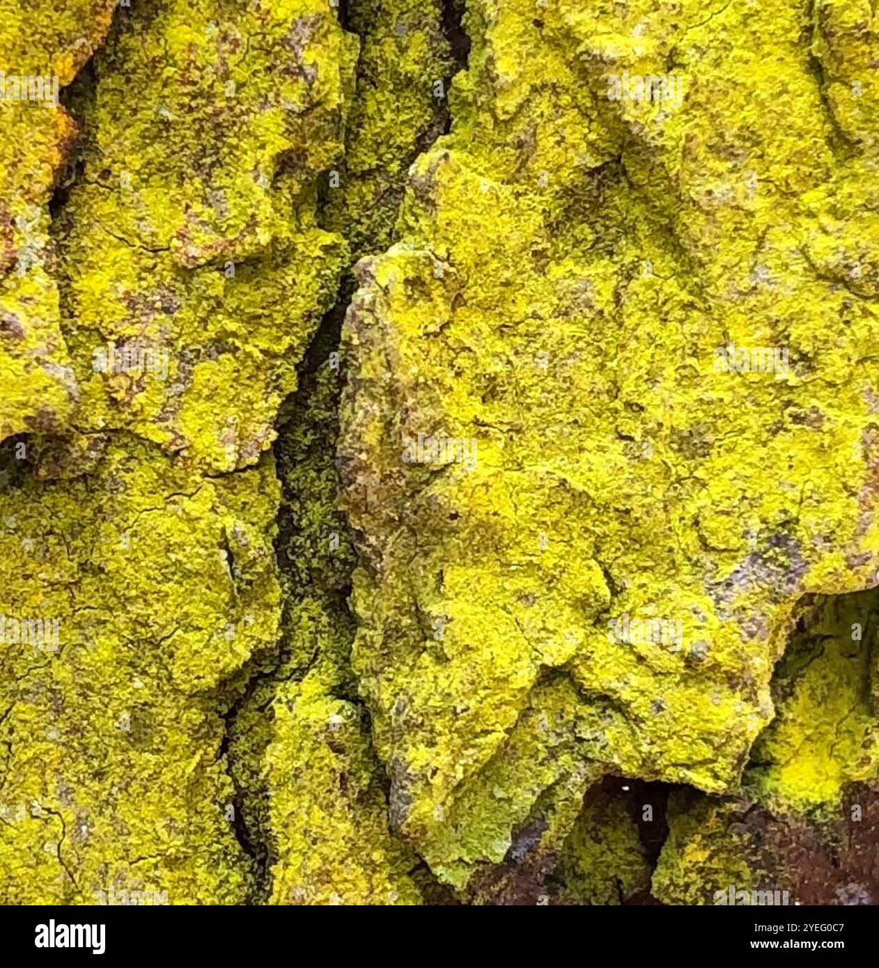 gold dust lichen (Chrysothrix candelaris Stock Photo - Alamy