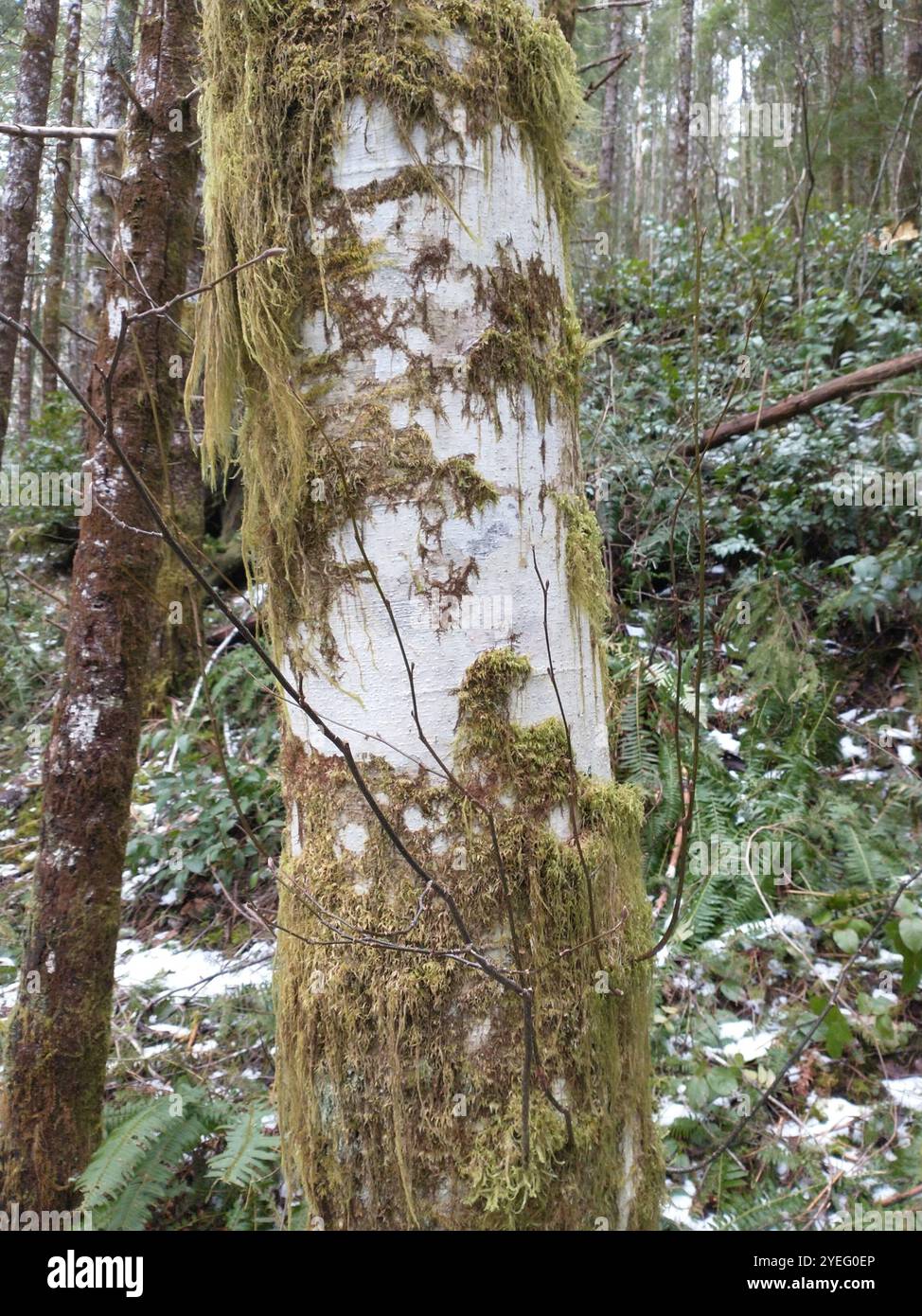 Red Alder (Alnus rubra Stock Photo - Alamy
