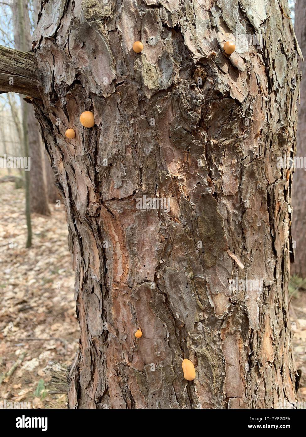 Volvatus hi-res stock photography and images - Alamy