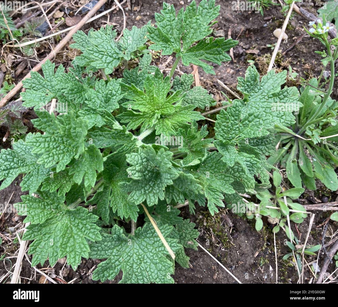 common motherwort (Leonurus cardiaca Stock Photo - Alamy