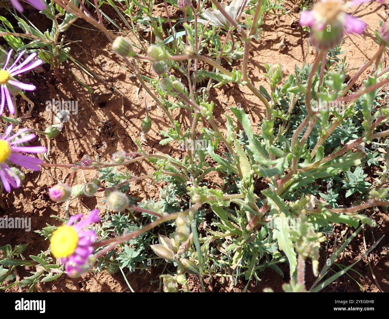 Senecio arenarius hi-res stock photography and images - Alamy