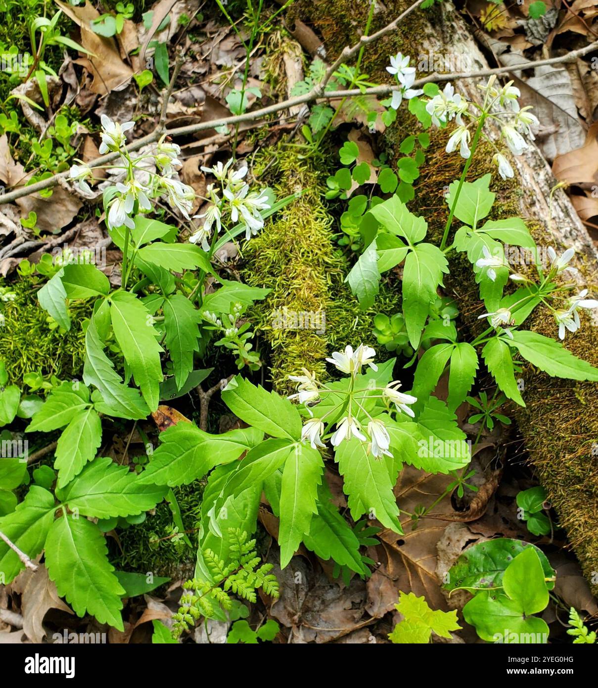 Two-leaved Toothwort (Cardamine diphylla Stock Photo - Alamy