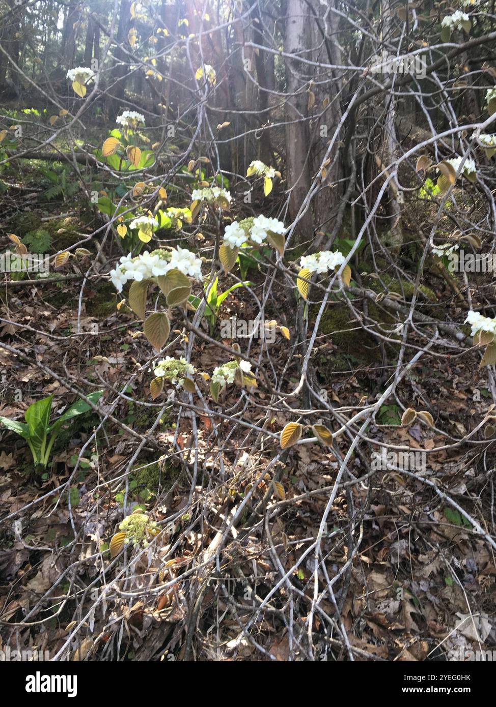 hobblebush (Viburnum lantanoides Stock Photo - Alamy