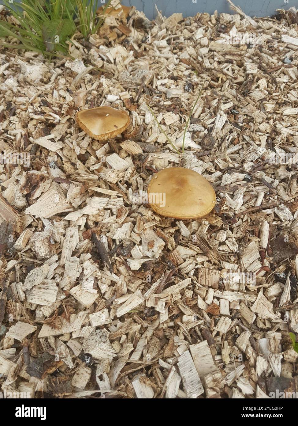 Mulch Fieldcap (Agrocybe putaminum Stock Photo - Alamy
