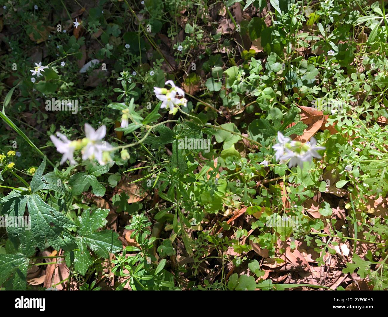 Lithophragma hi-res stock photography and images - Alamy