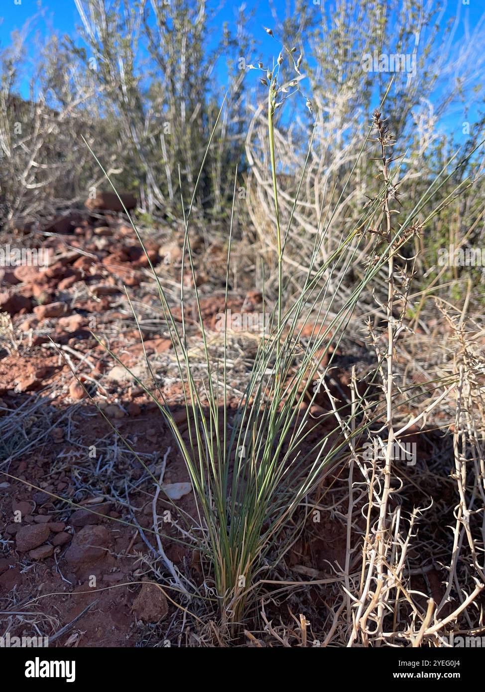 Sand Ricegrass (Eriocoma hymenoides Stock Photo - Alamy