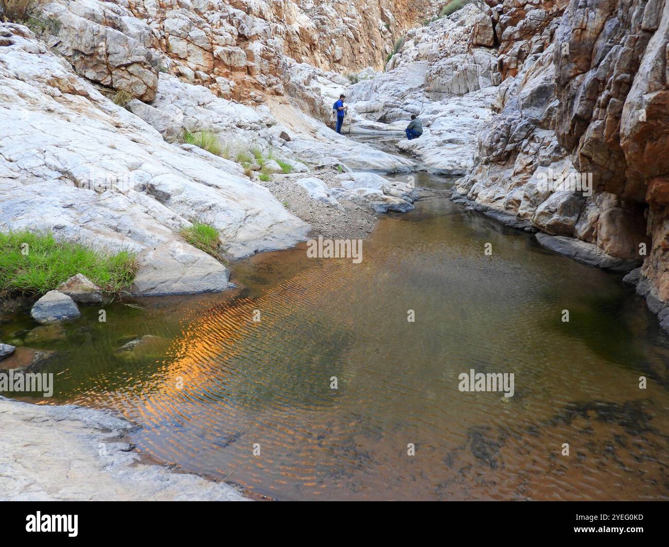 Marbled rubber frog (Phrynomantis annectens Stock Photo - Alamy