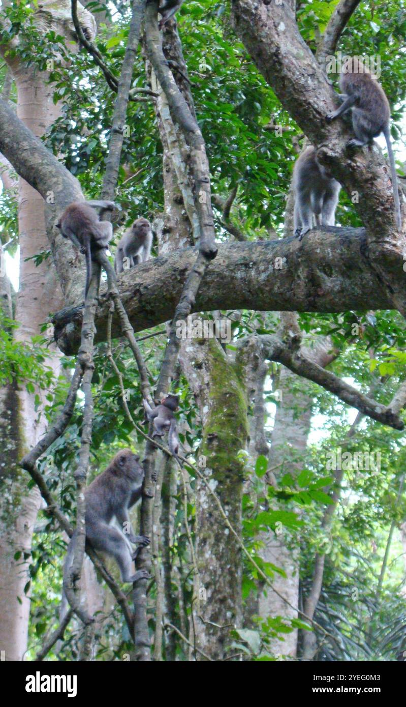 Long-tailed Macaque (Macaca fascicularis Stock Photo - Alamy