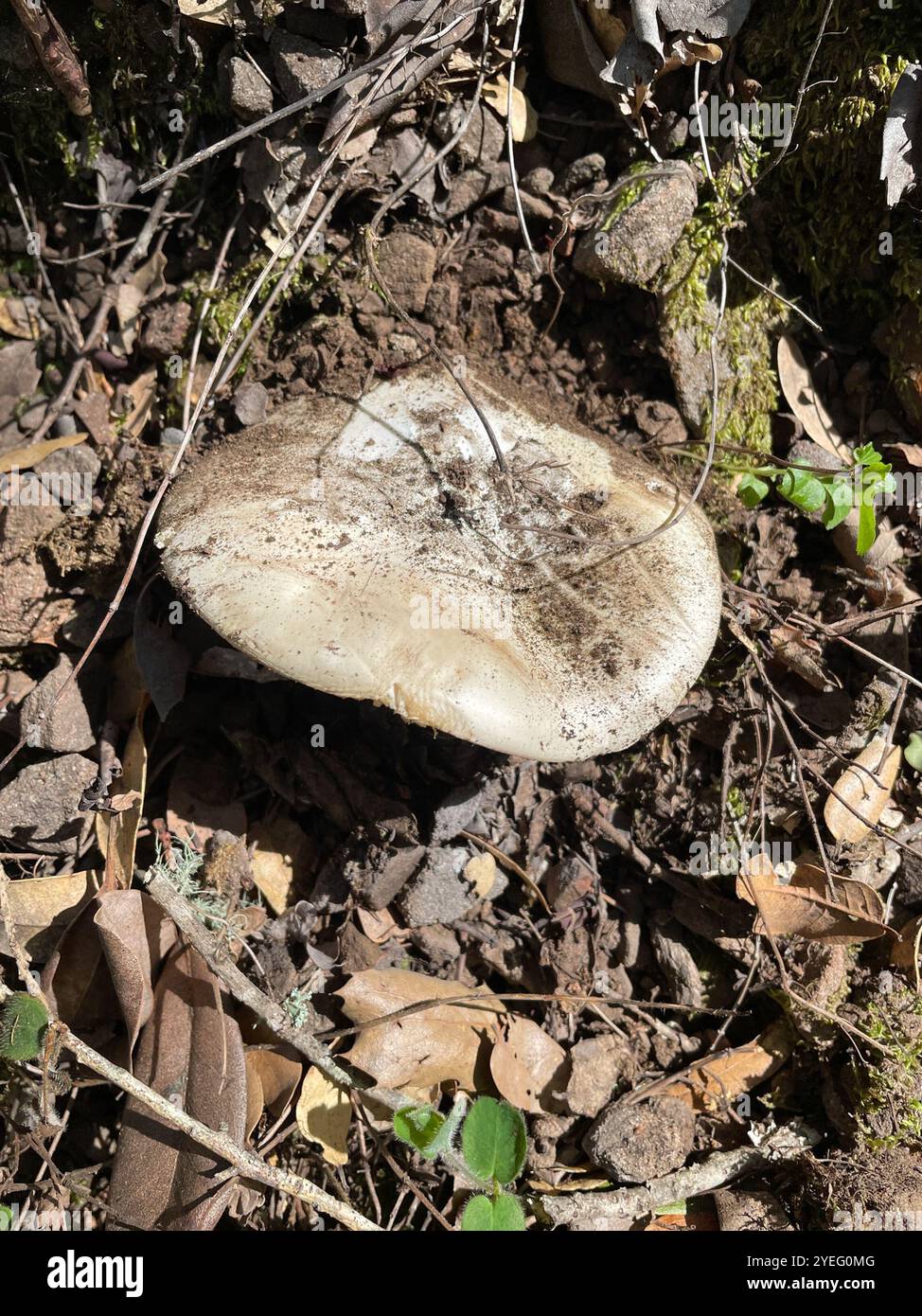 Common Gilled Mushrooms and Allies (Agaricales Stock Photo - Alamy