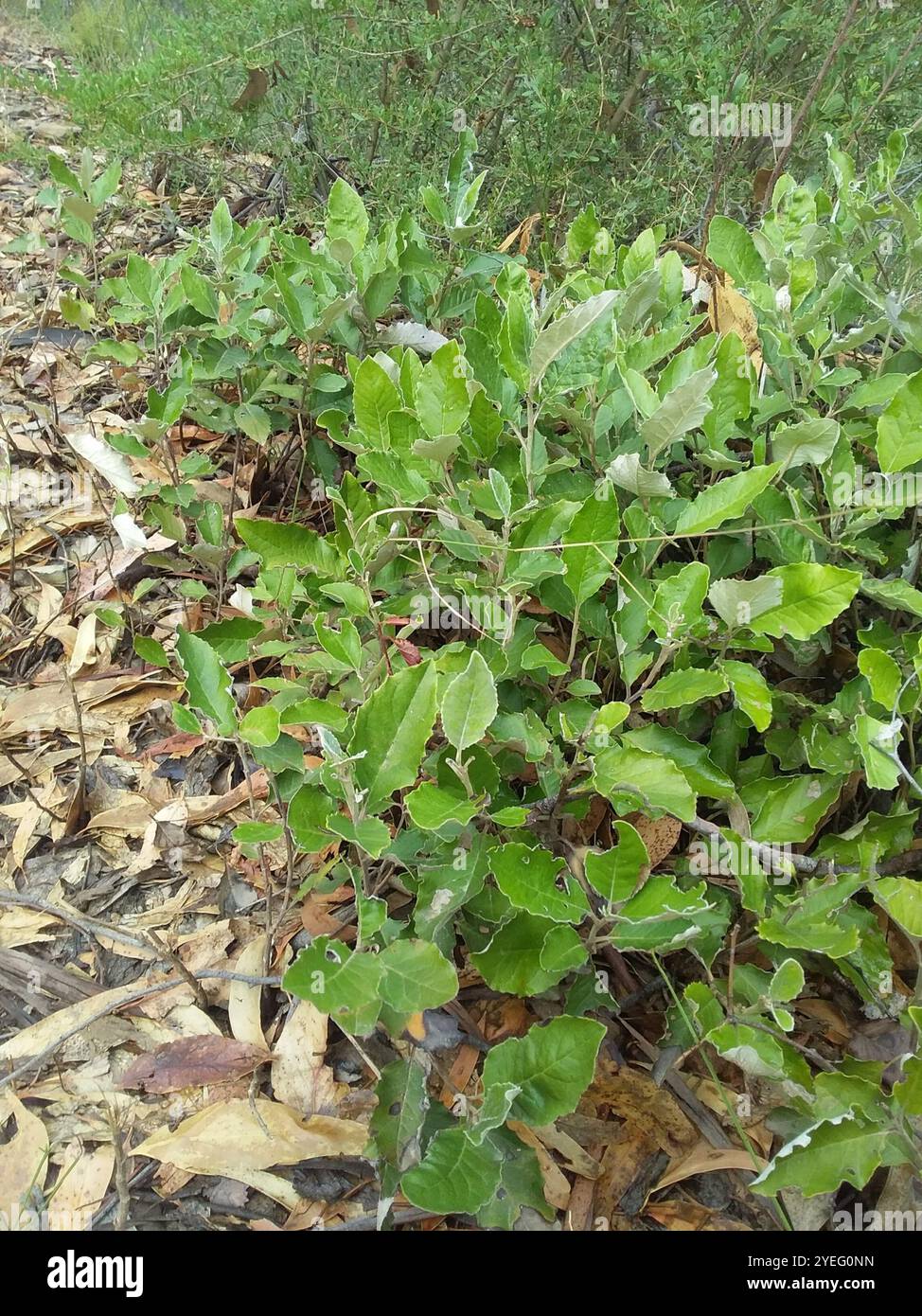 Mount Lofty daisy-bush (Olearia grandiflora Stock Photo - Alamy
