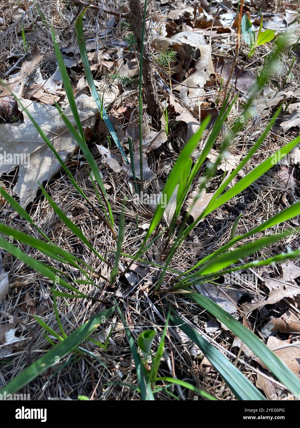 White-grained Mountain-ricegrass (Oryzopsis asperifolia Stock Photo - Alamy