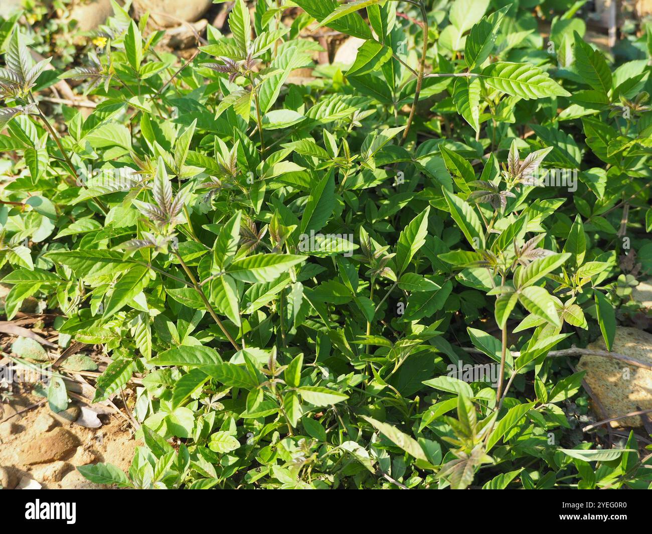Five-leaved chaste tree (Vitex negundo Stock Photo - Alamy