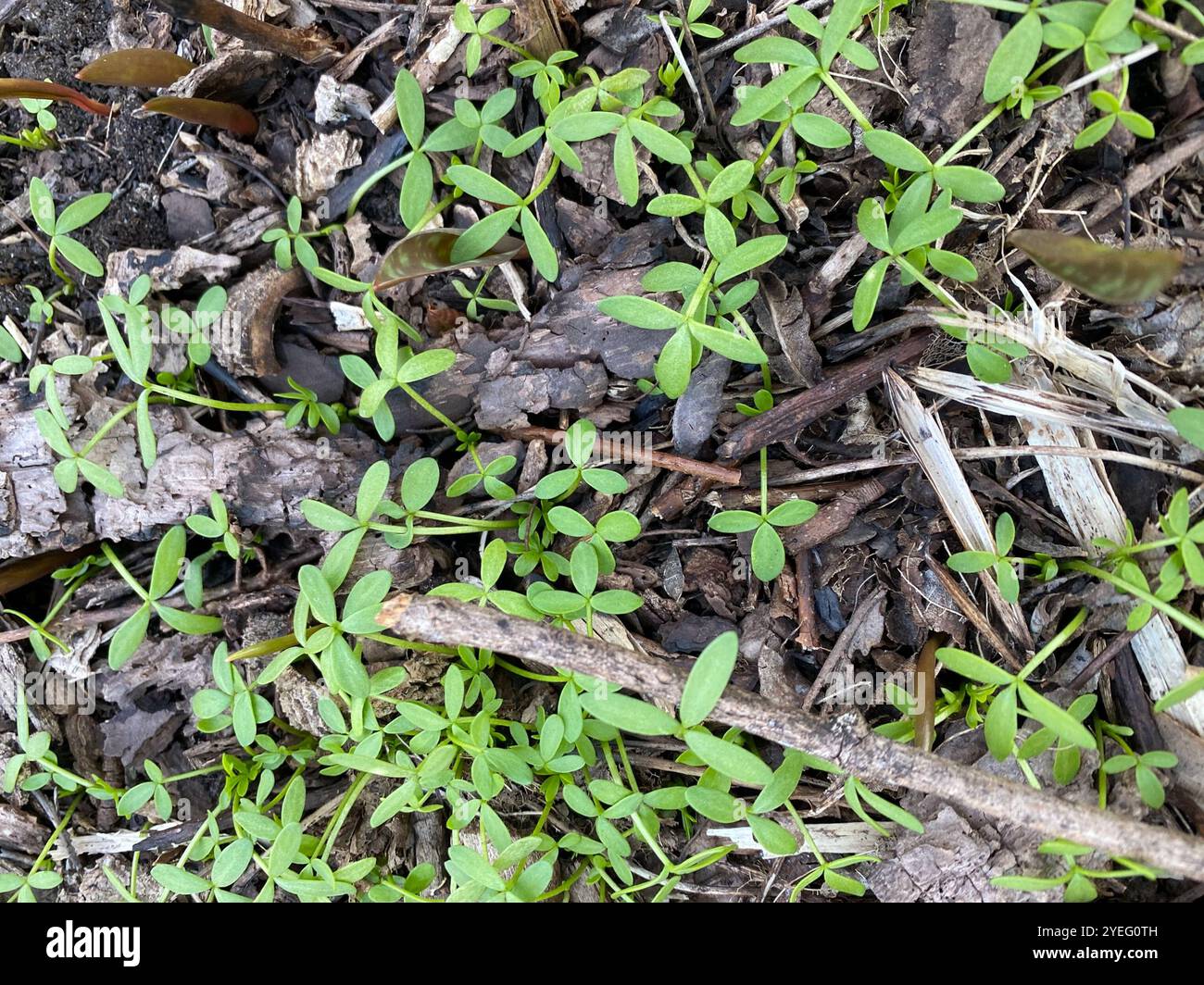 False mermaid hi-res stock photography and images - Alamy