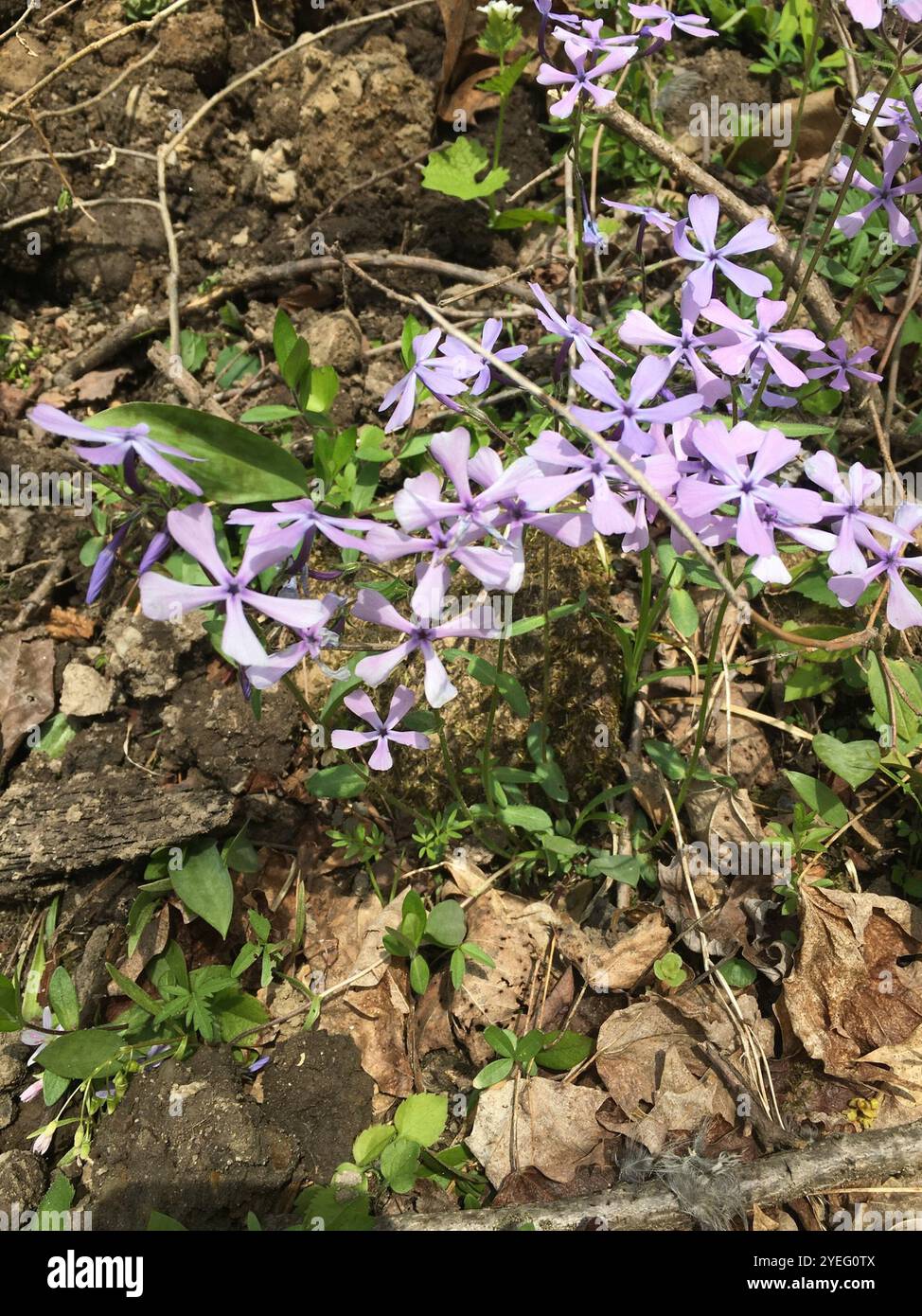 blue phlox (Phlox divaricata Stock Photo - Alamy