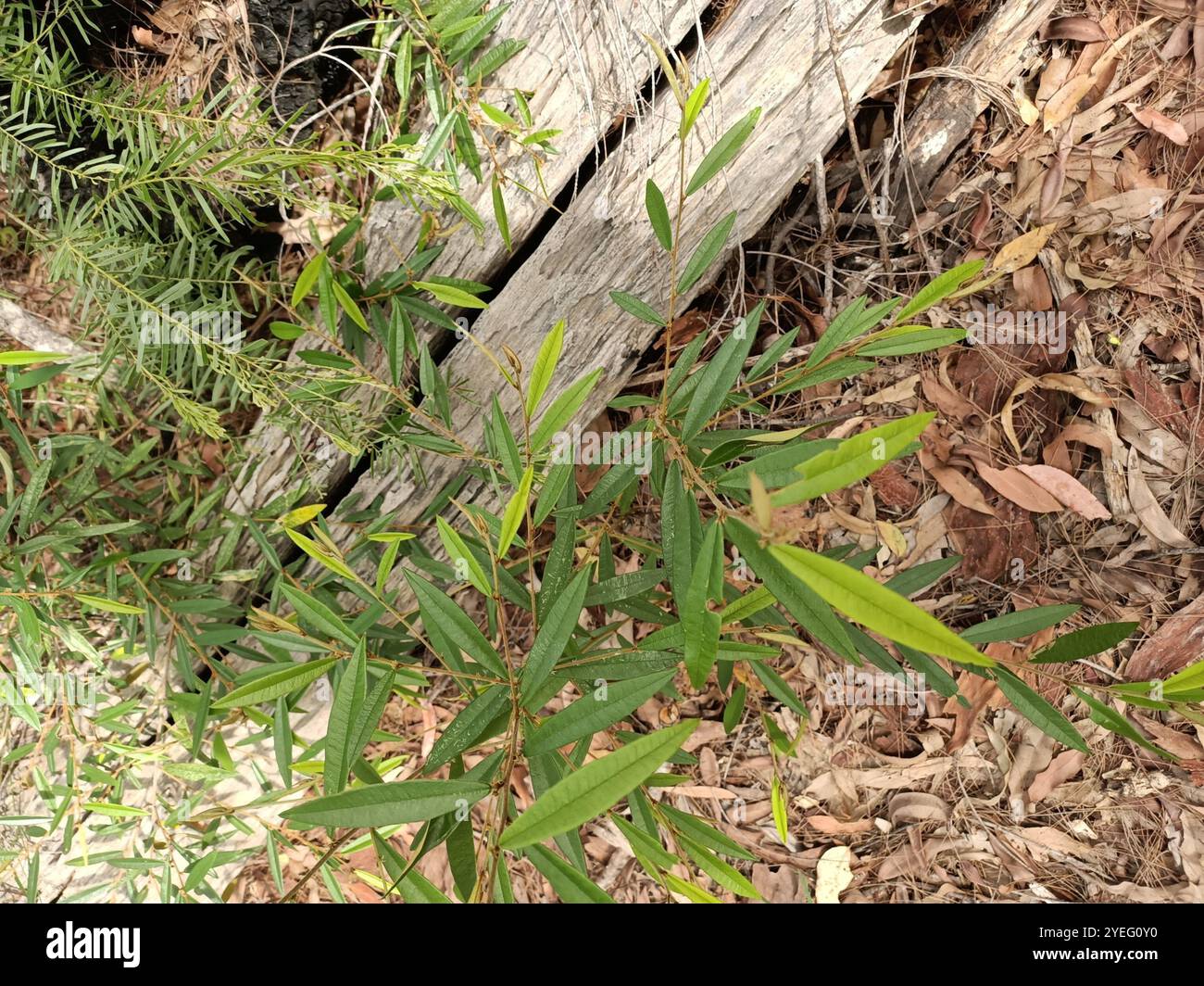 Purple Bush Pea (Hovea acutifolia Stock Photo - Alamy