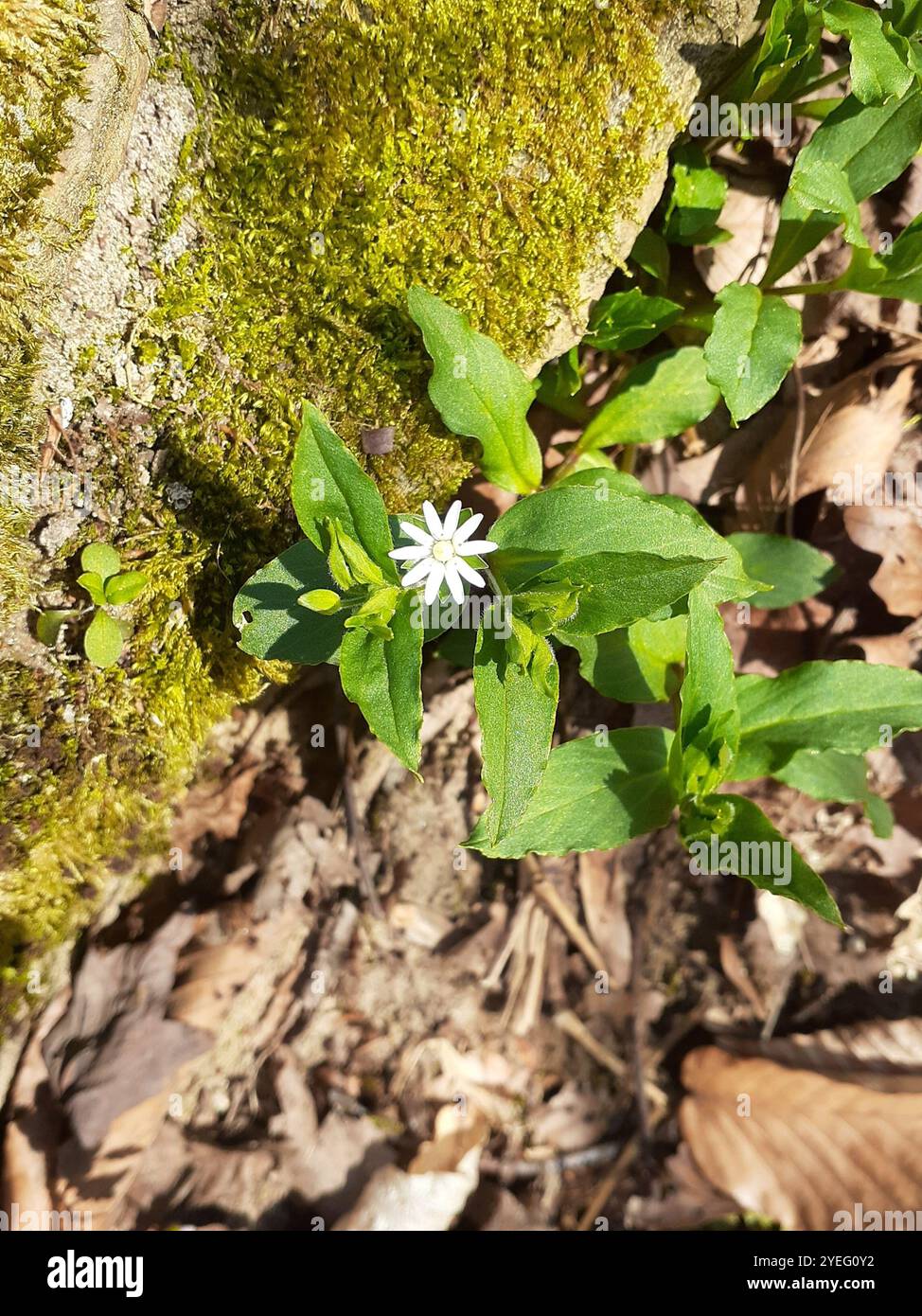 star chickweed (Stellaria pubera Stock Photo - Alamy