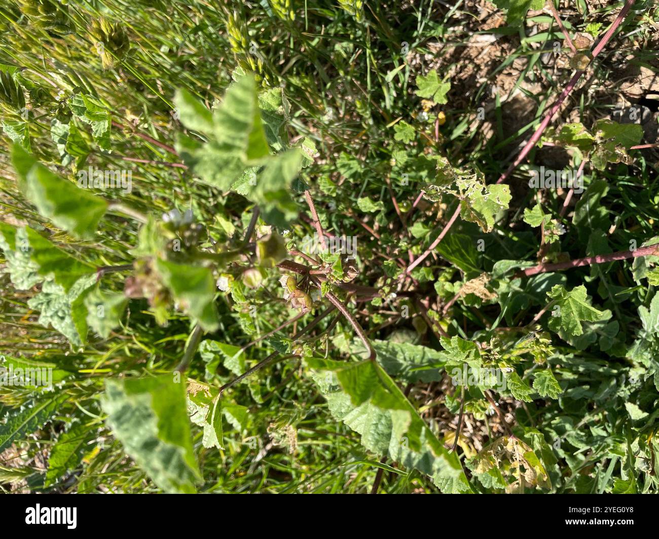 cheeseweed mallow (Malva parviflora Stock Photo - Alamy