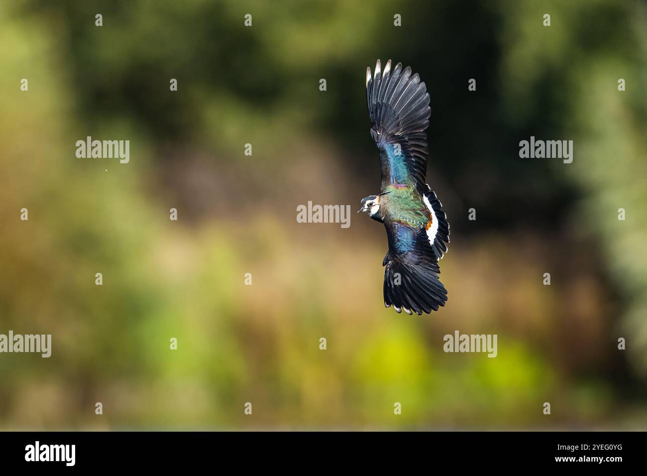 Northern Lapwing, Vanellus vanellus in a flight over autumn marshes ...