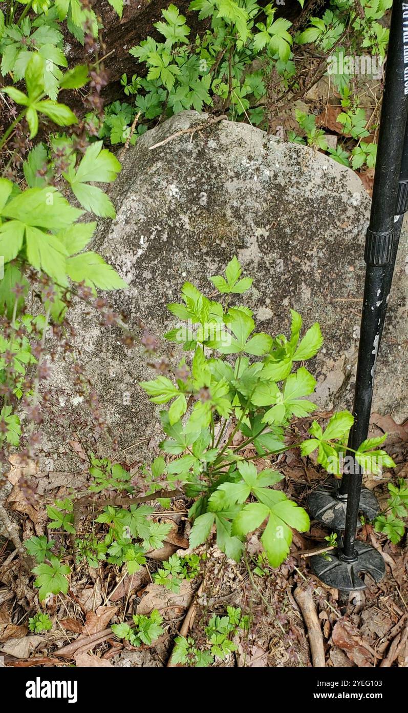 Shrub Yellowroot (Xanthorhiza simplicissima Stock Photo - Alamy