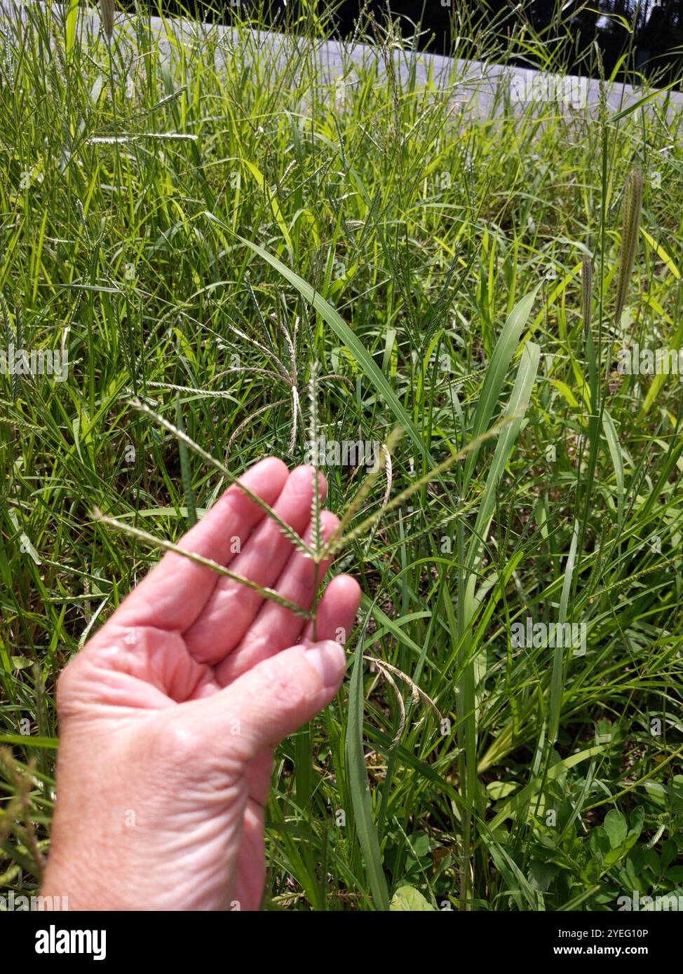 Eleusine indica hi-res stock photography and images - Alamy
