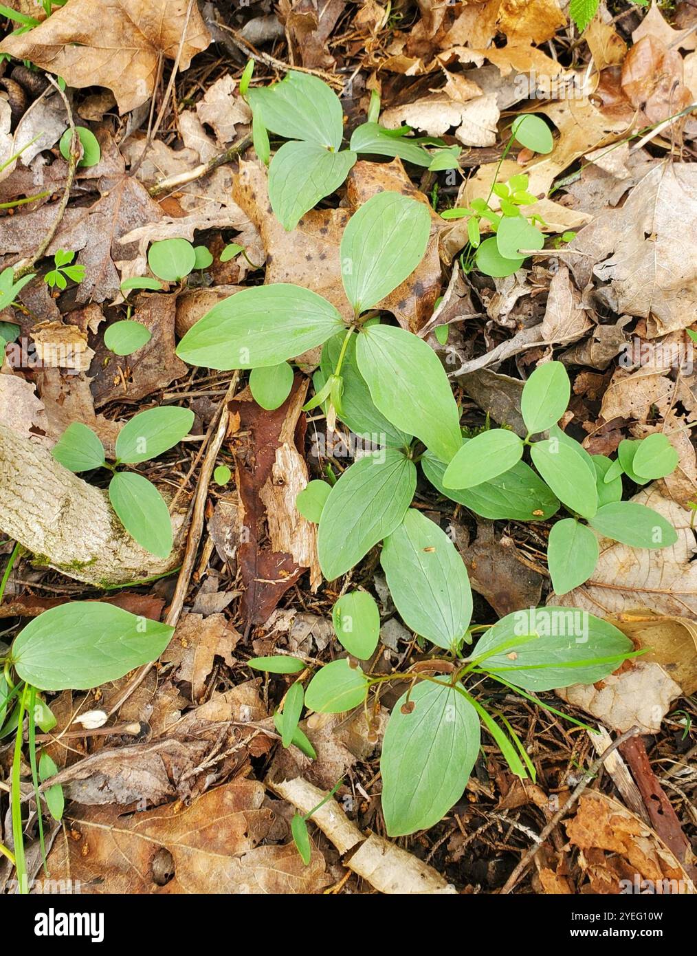 snow trillium (Trillium nivale Stock Photo - Alamy