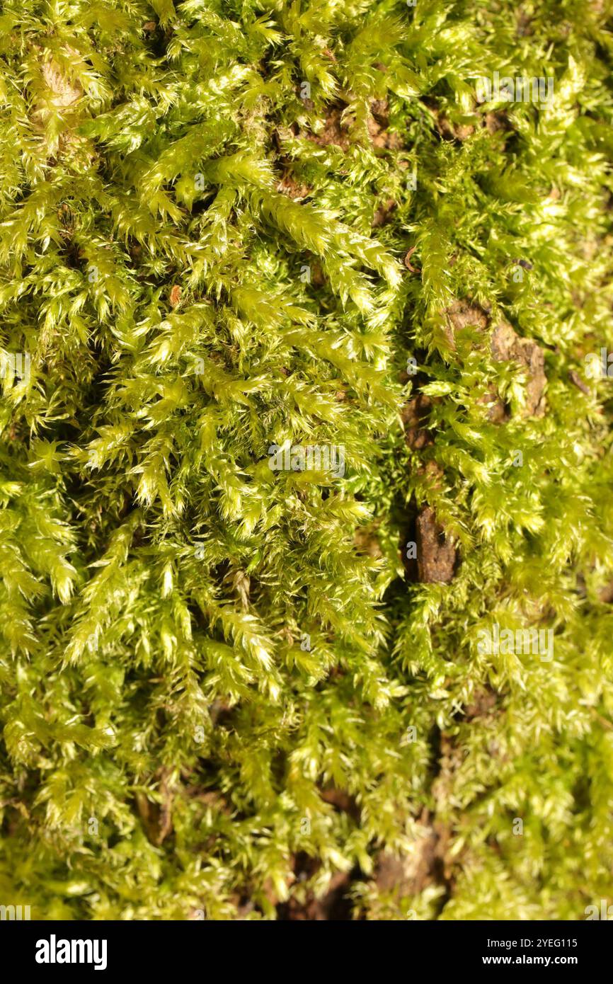 Rough-stalked Feather-moss (Brachythecium rutabulum Stock Photo - Alamy