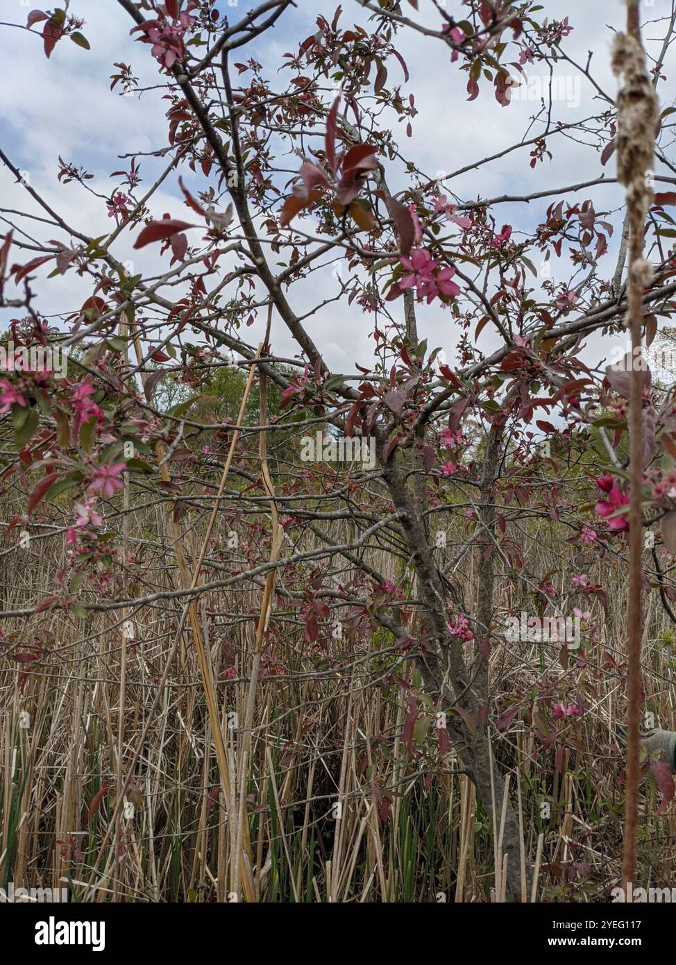 southern crabapple (Malus angustifolia Stock Photo - Alamy