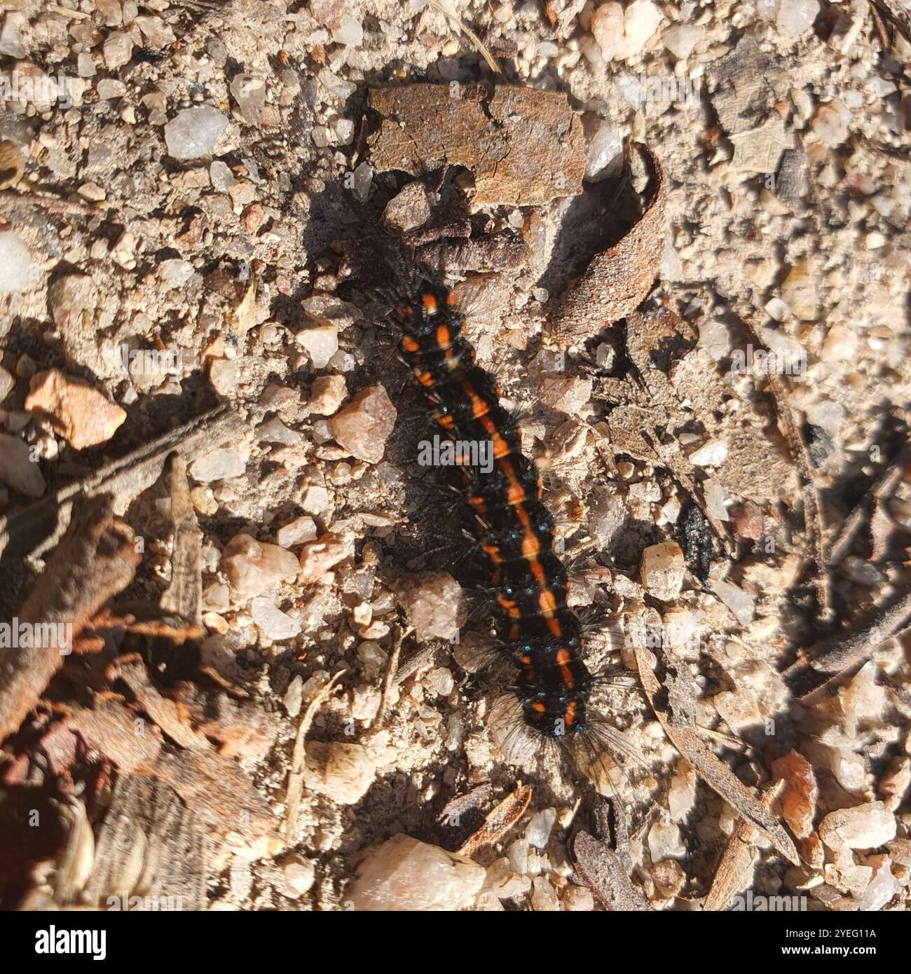 Australian magpie moth hi-res stock photography and images - Alamy