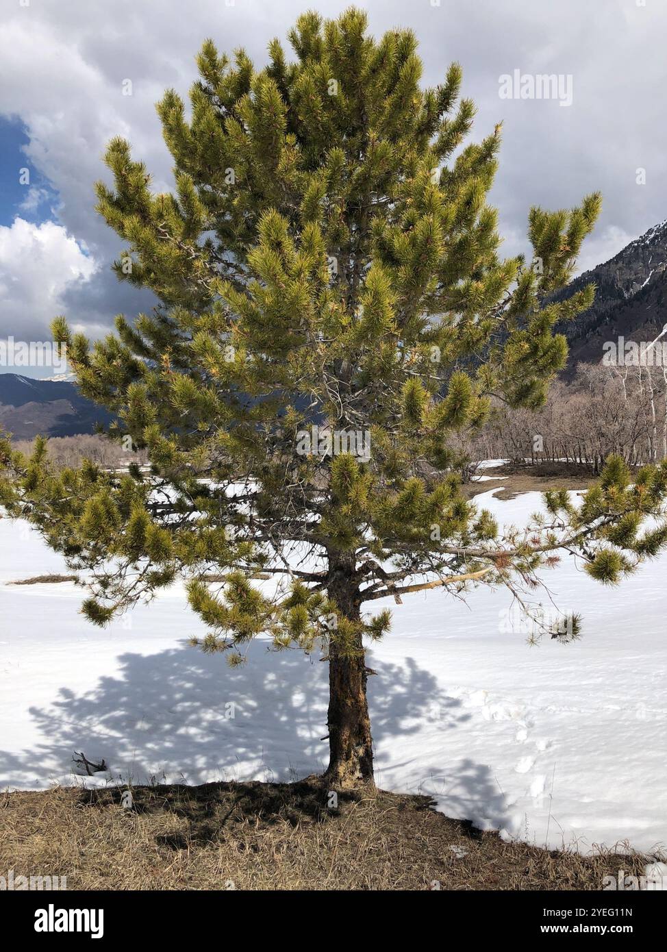 lodgepole pine (Pinus contorta Stock Photo - Alamy
