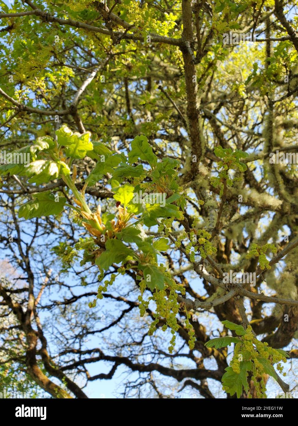 Oregon oak (Quercus garryana Stock Photo - Alamy