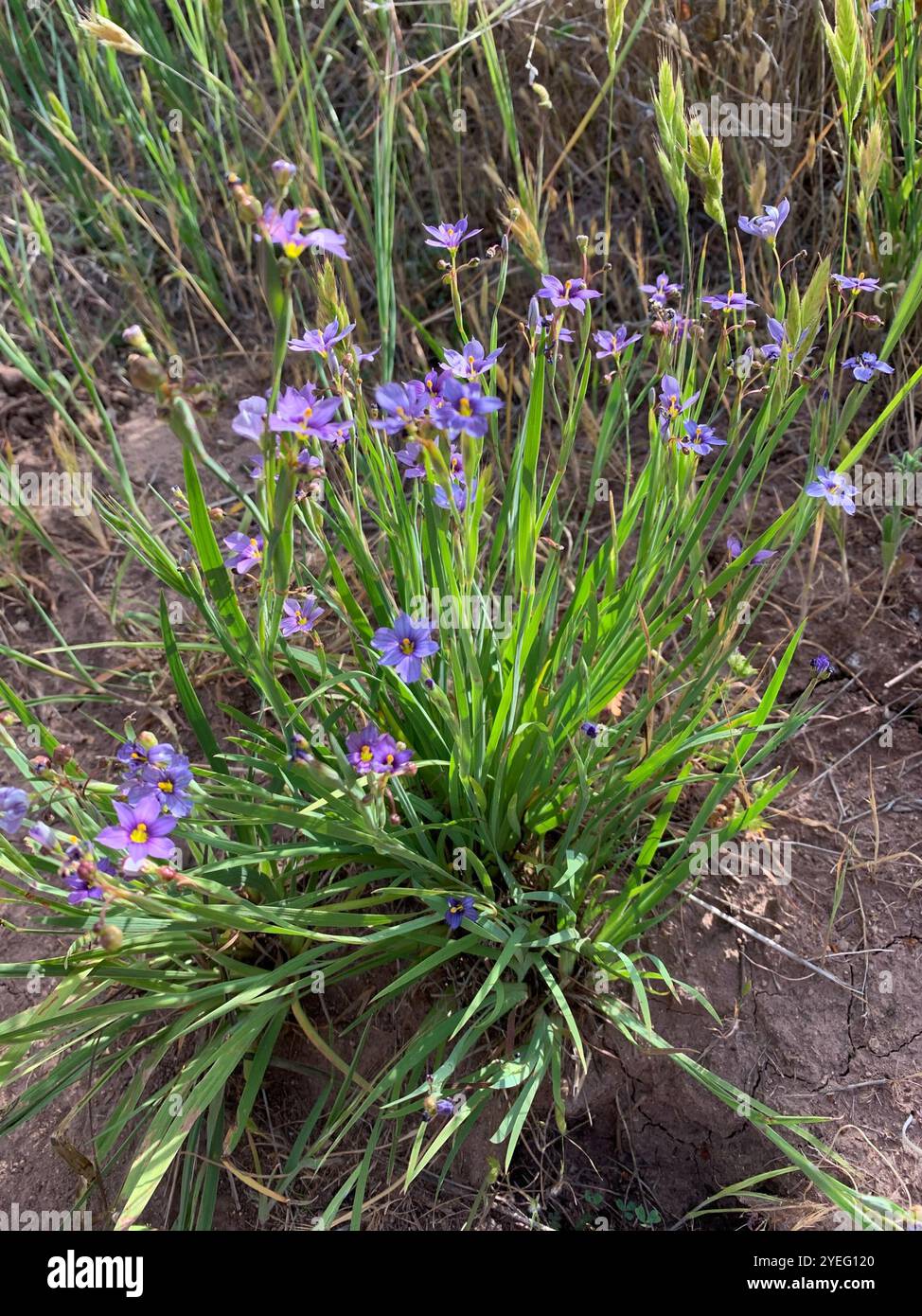 western blue-eyed grass (Sisyrinchium bellum Stock Photo - Alamy