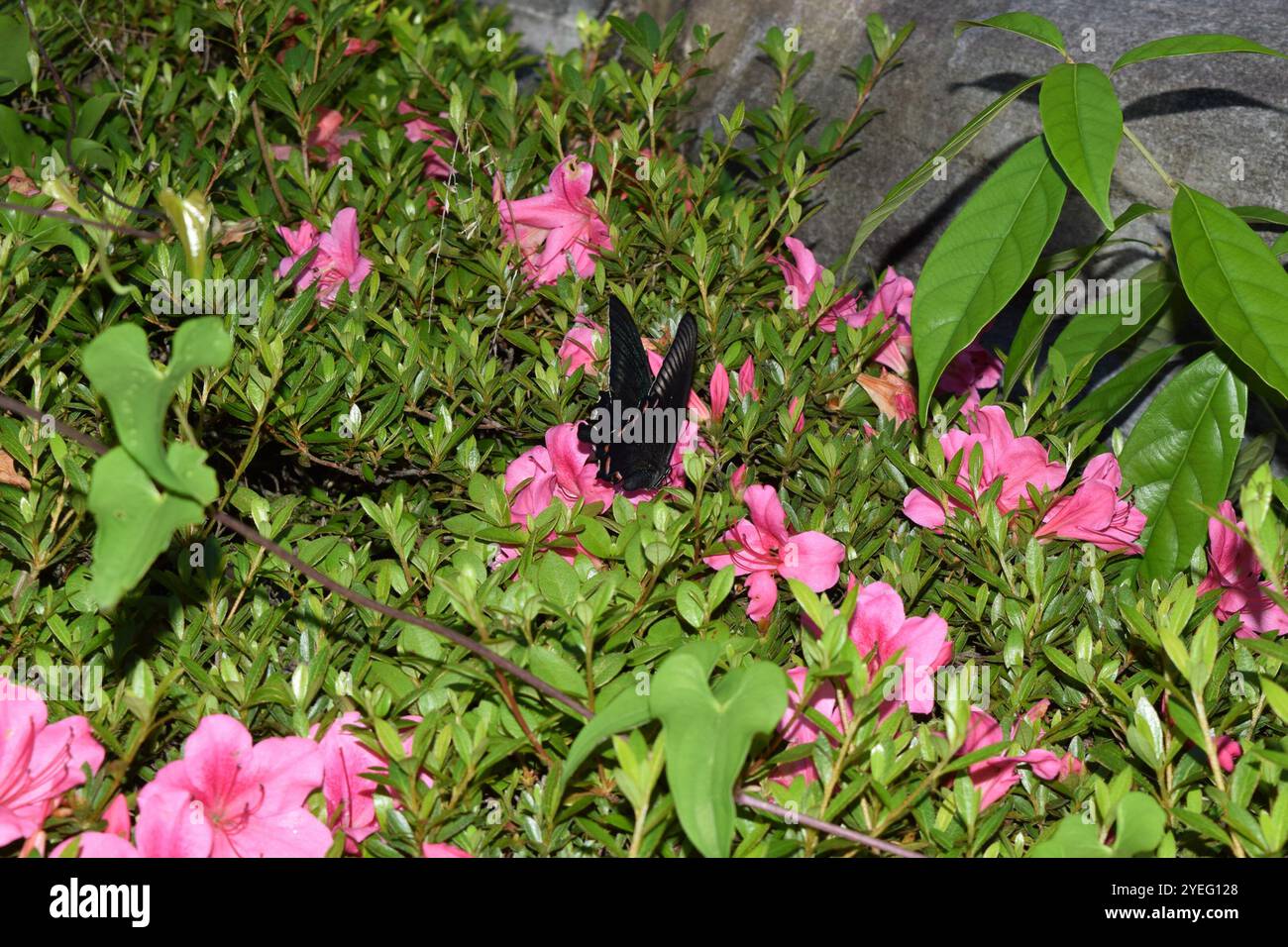 Japanese Peacock Swallowtail (Papilio dehaanii Stock Photo - Alamy