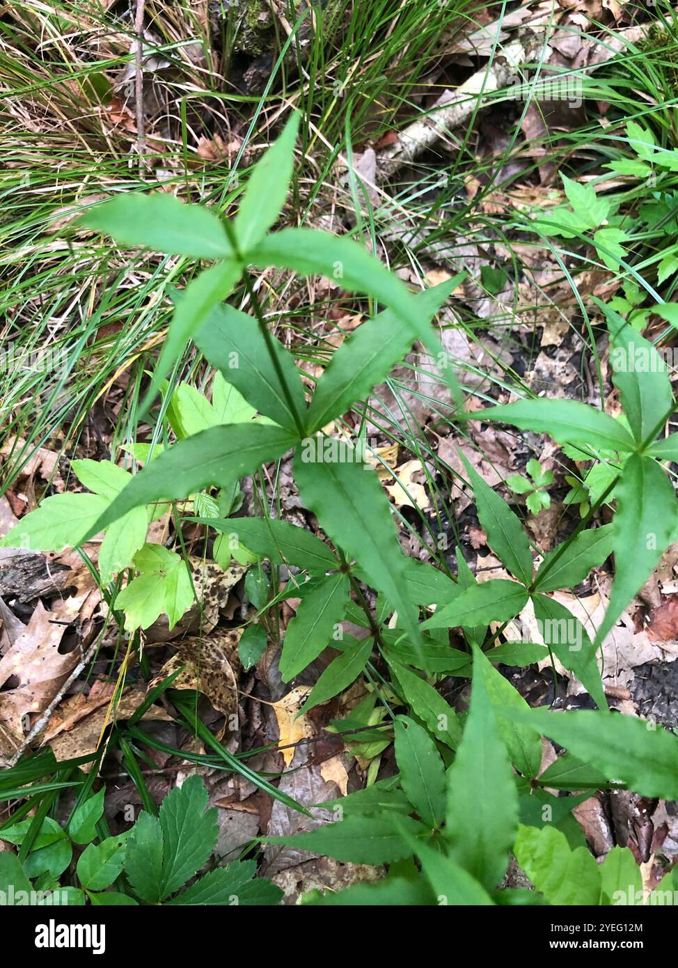 starry campion (Silene stellata Stock Photo - Alamy