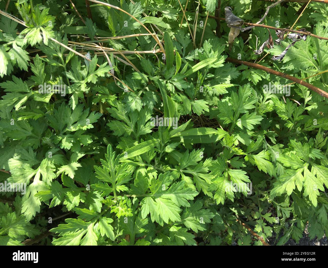 common mugwort (Artemisia vulgaris Stock Photo - Alamy
