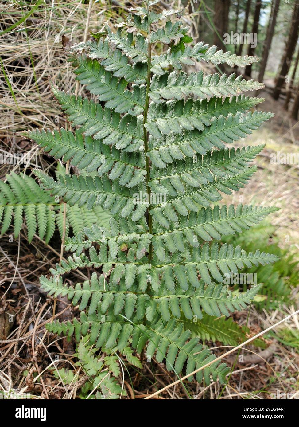 Dryopteris arguta hi-res stock photography and images - Alamy