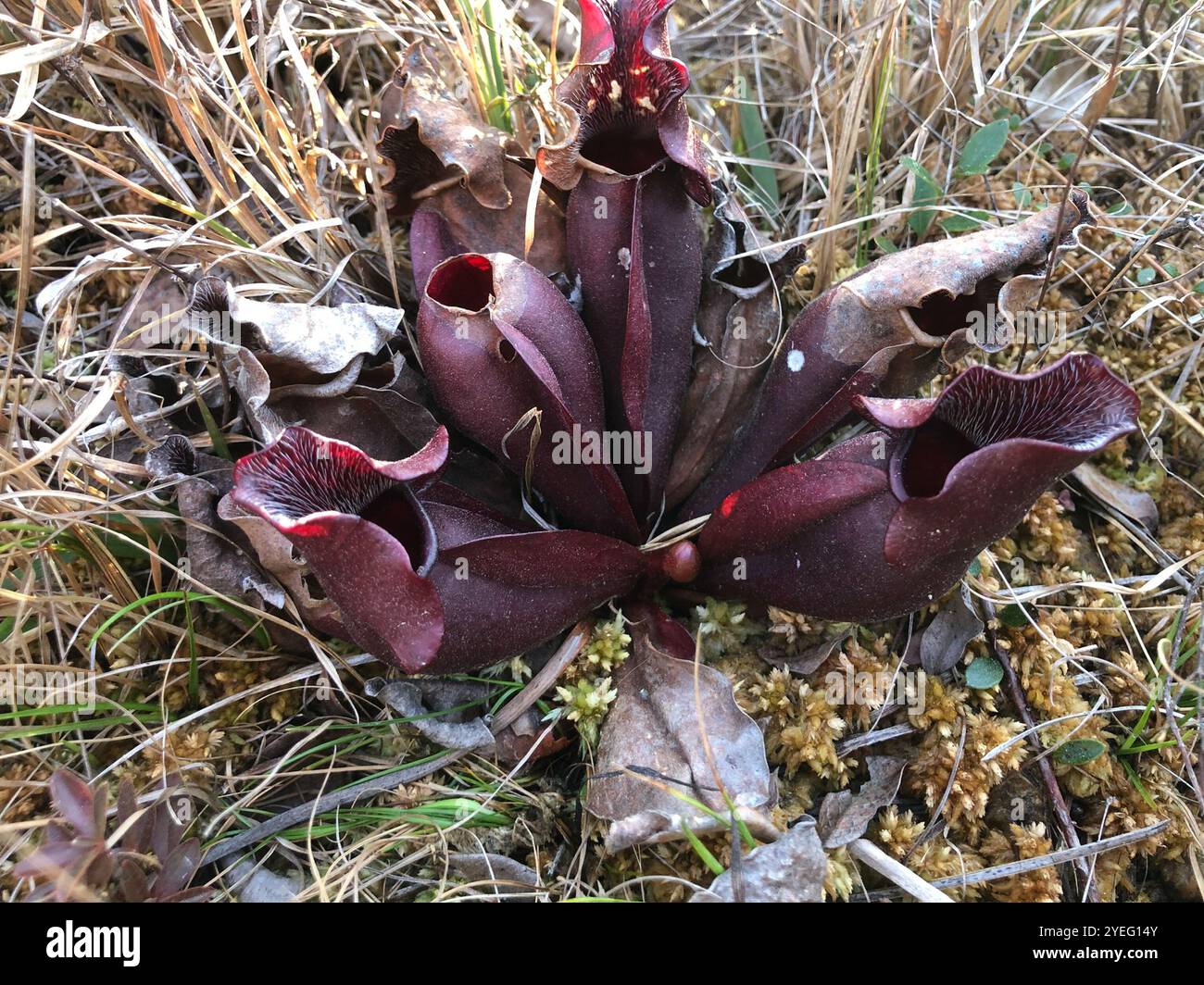 Southern Purple Pitcher Plant (Sarracenia purpurea venosa Stock Photo ...