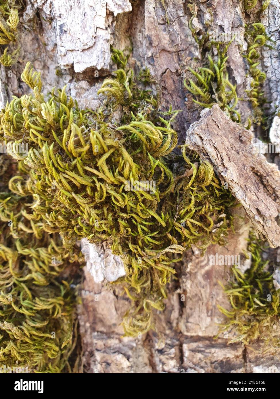 squirrel-tail moss (Leucodon sciuroides Stock Photo - Alamy