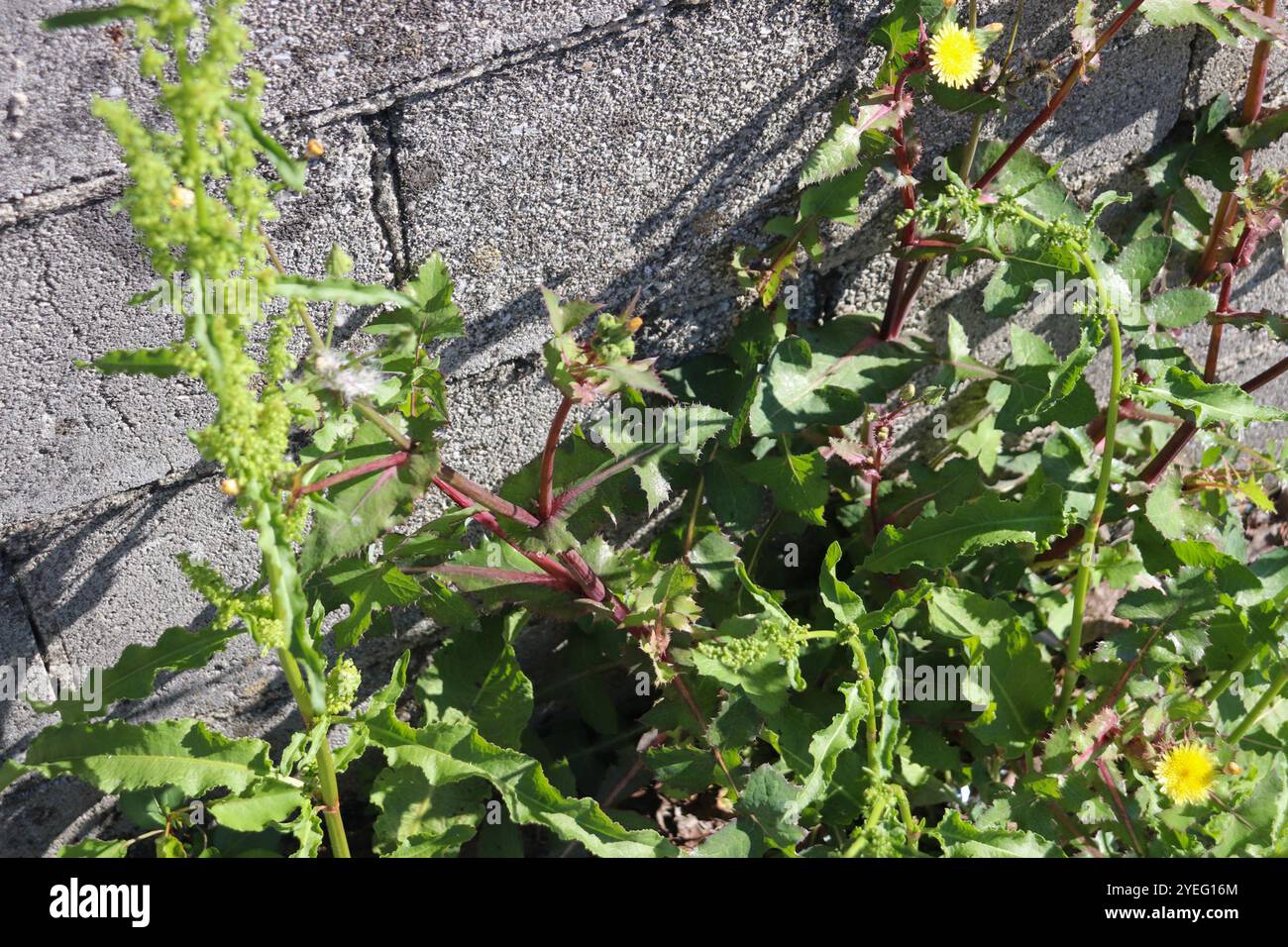 Common Sow-thistle (Sonchus oleraceus Stock Photo - Alamy