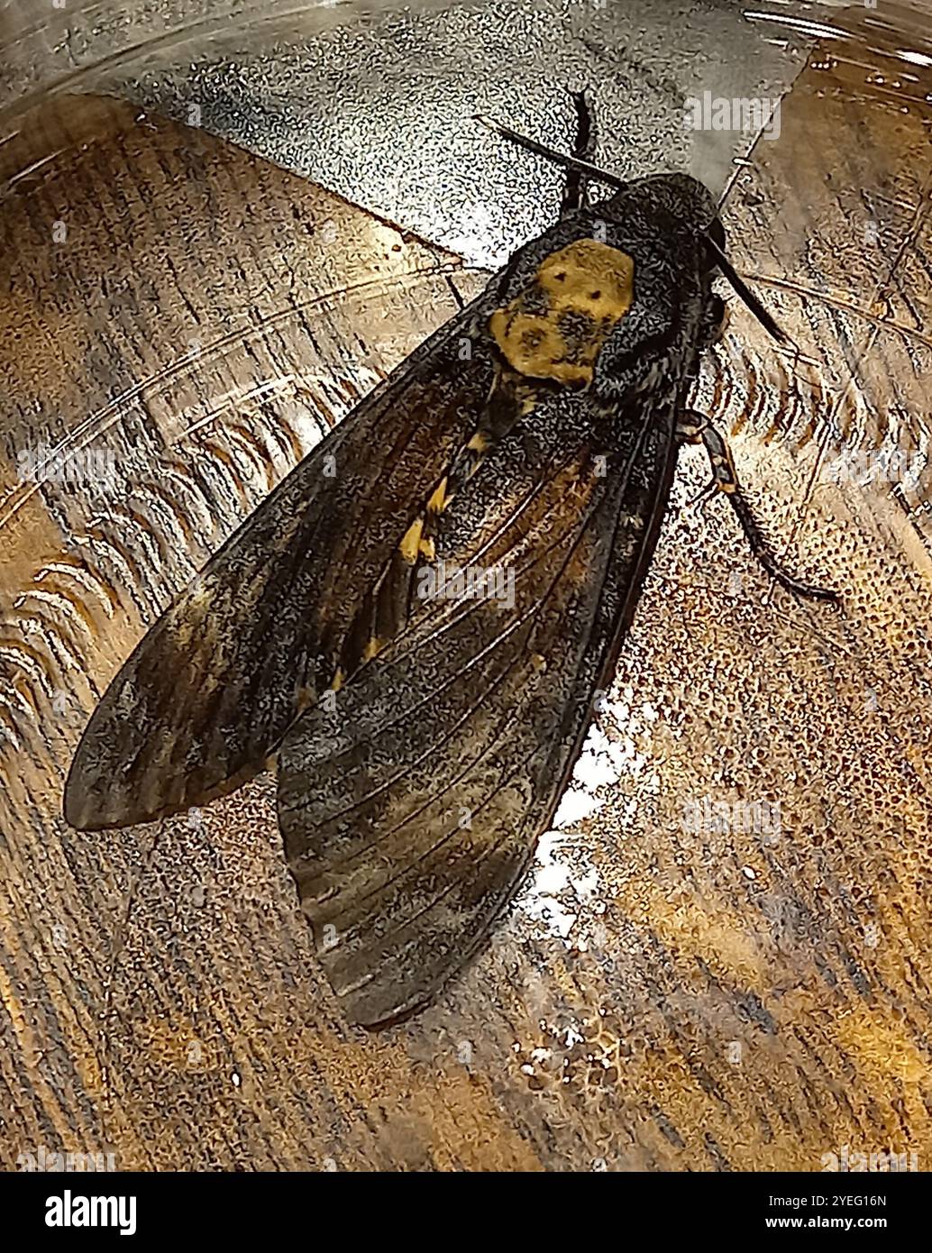 Death's Head Hawkmoth (Acherontia atropos Stock Photo - Alamy