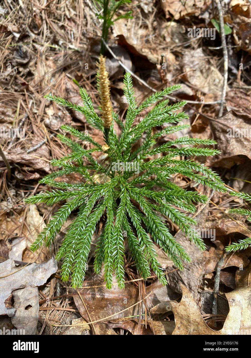 flat-branched tree-clubmoss (Dendrolycopodium obscurum Stock Photo - Alamy